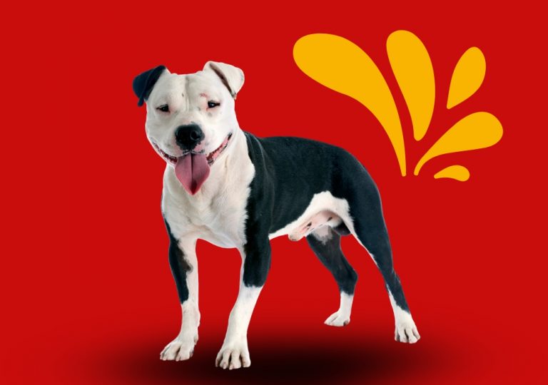 A Comprehensive Guide To The Different Types of Pitbulls