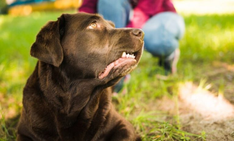 Understanding Possible Reasons Behind Sudden Dog Biting