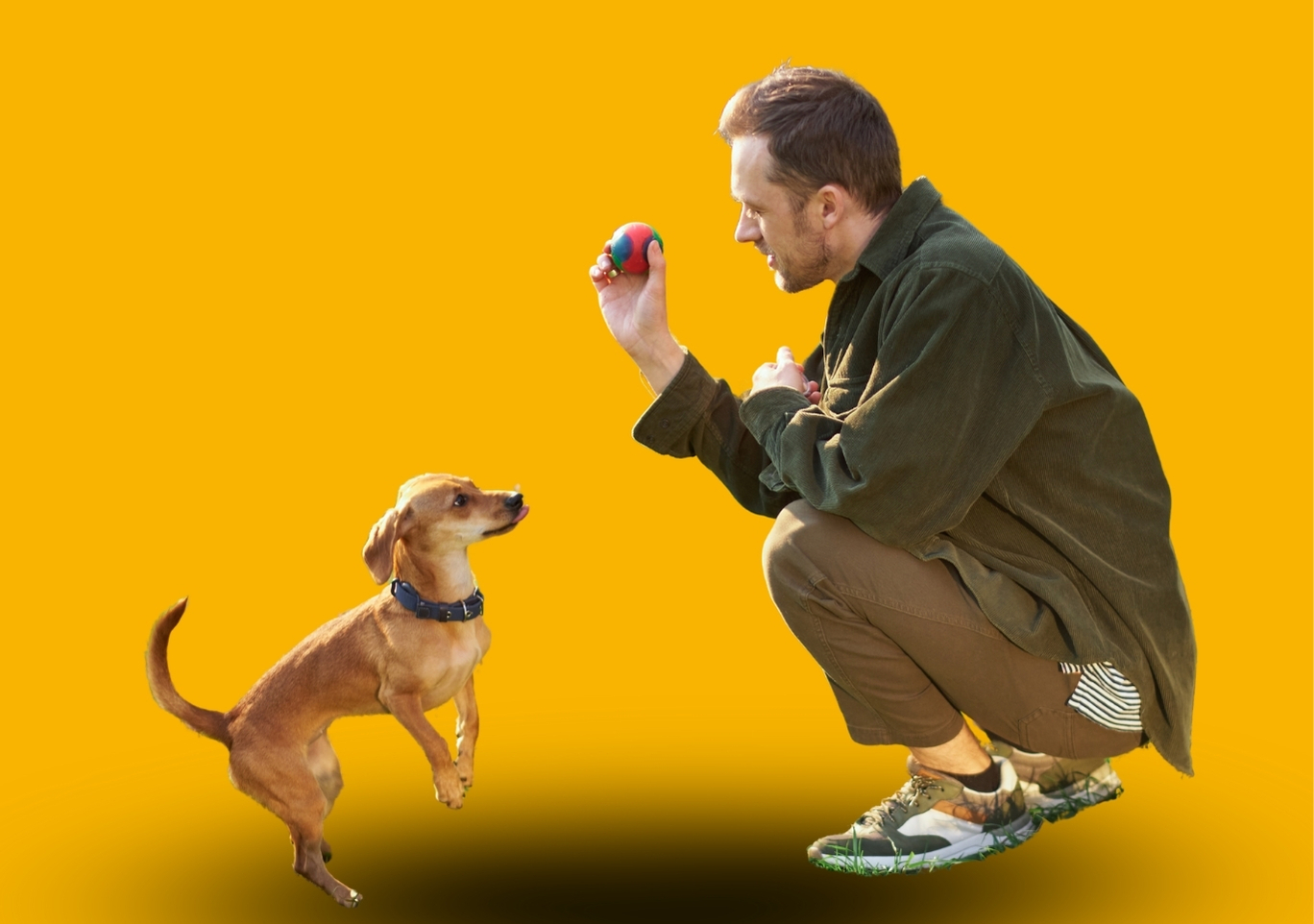 Ultimate Guide to Dog Commands, From Basic to Advanced