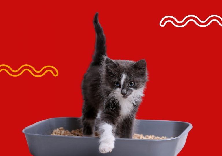 How to Train Your Kitten: A Beginner’s Guide