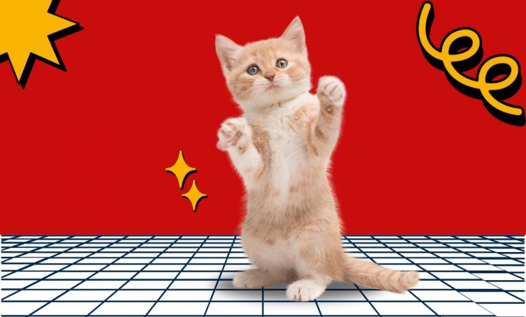 How to Train Your Kitten: A Beginner’s Guide