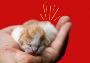 How to Train Your Kitten: A Beginner’s Guide