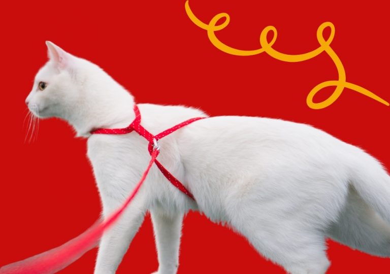 How to Train Your Kitten: A Beginner’s Guide