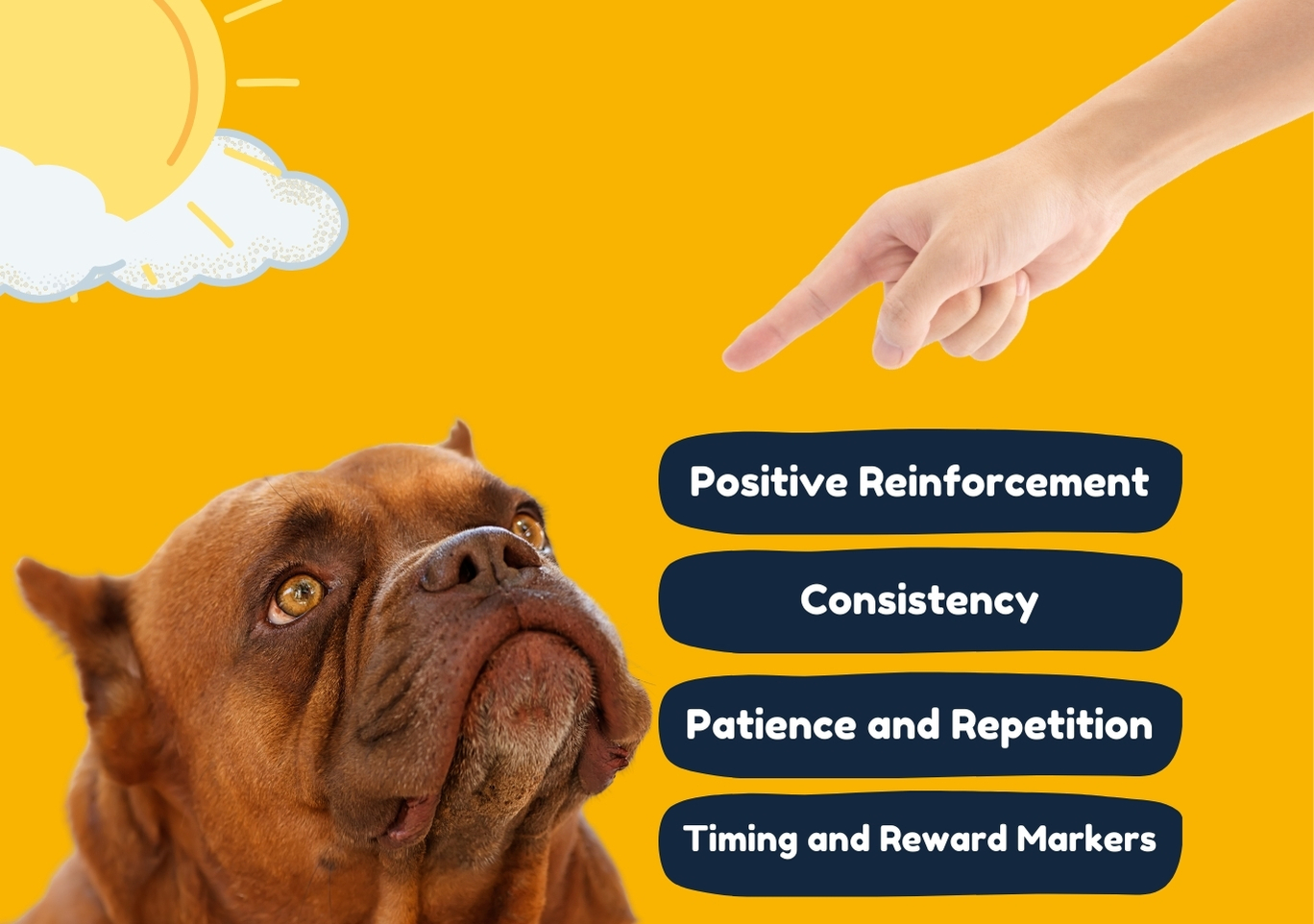 Ultimate Guide to Dog Commands, From Basic to Advanced