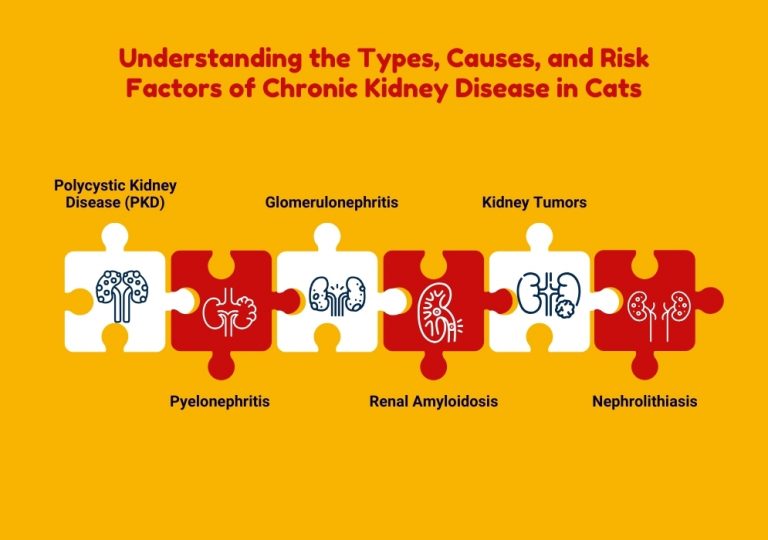 Understanding Chronic Kidney Disease in Cats