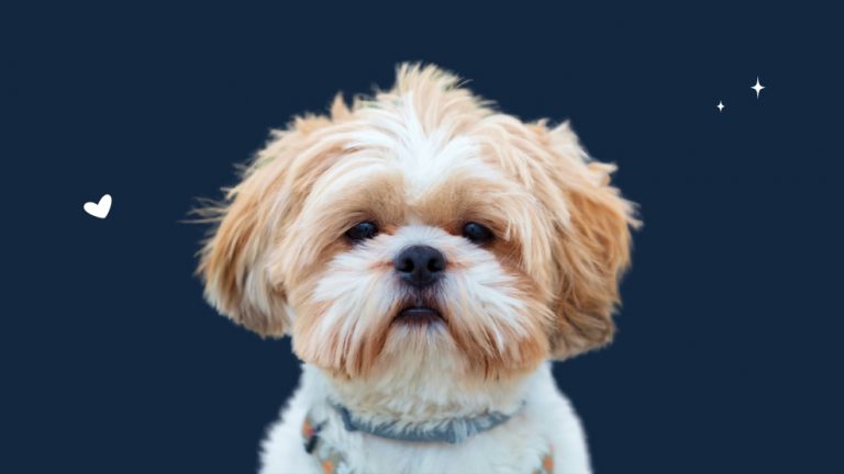 Your Ultimate Guide To The Shorkie Dog Breed