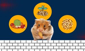 Ultimate Beginner’s Guide To Hamster Food