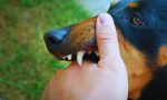 Understanding Possible Reasons Behind Sudden Dog Biting