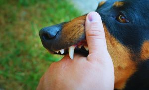 Understanding Possible Reasons Behind Sudden Dog Biting