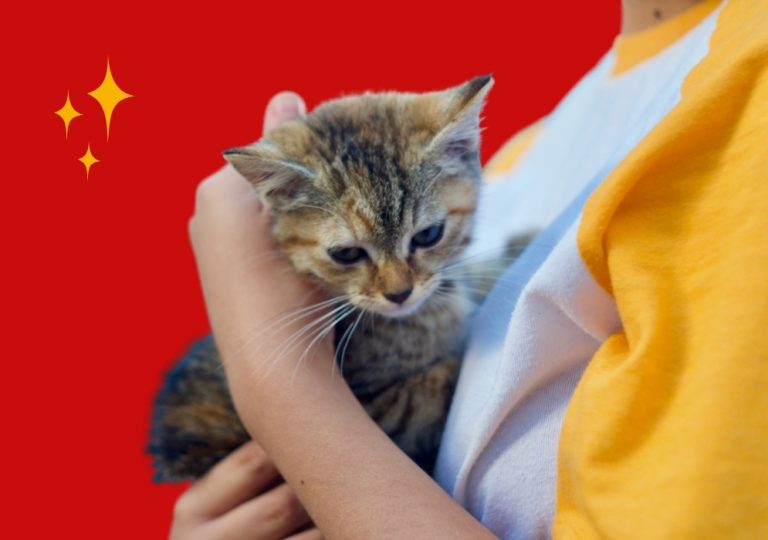 How to Train Your Kitten: A Beginner’s Guide