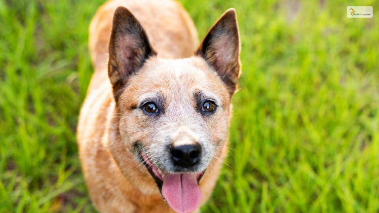 Red Heeler Behavior: Understanding Your Dog's Instincts