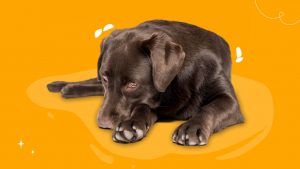 Paraphimosis in Dogs: What Every Pet Parent Should Know