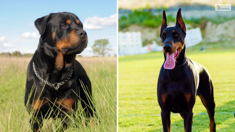 Rottweiler vs. Doberman: Which breed is the right fit for you?