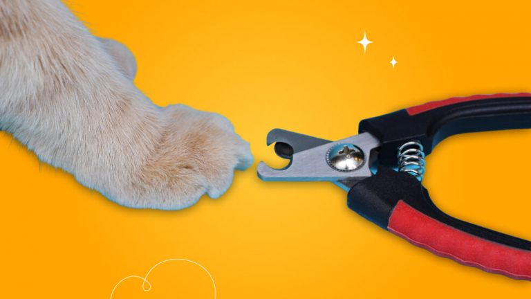 How to Trim Cat's Claws at Home: A Step-by-Step Guide