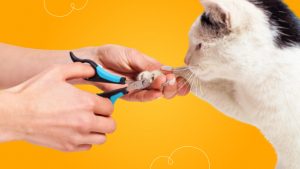 How to Trim Cat's Claws at Home: A Step-by-Step Guide