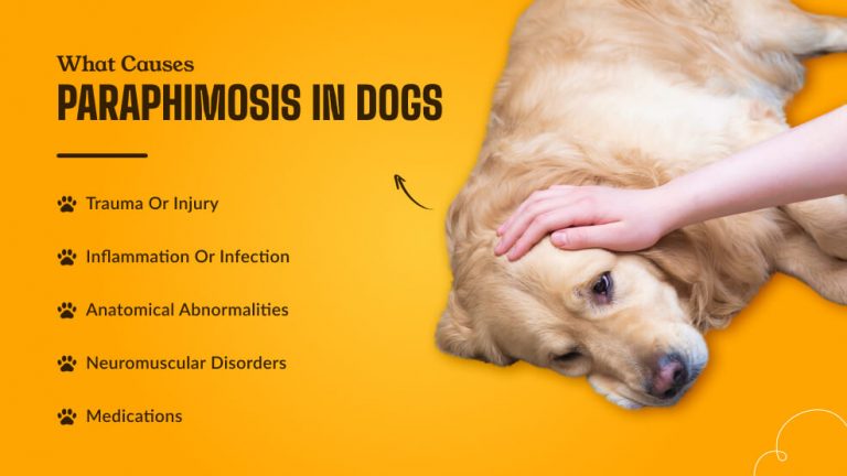 Paraphimosis in Dogs: What Every Pet Parent Should Know