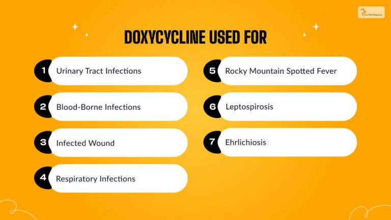 Doxycycline Dosage For Dogs: Uses and Side Effects