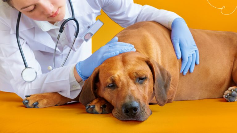 Understanding Dog Abortion: Is It Ethical, And Should You Do It?