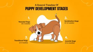 A Guide to When Do Puppies Open Their Eyes?