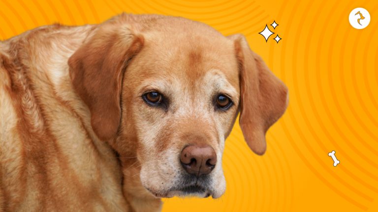 Fox Red Labrador: A Complete Guide to Their Unique Traits