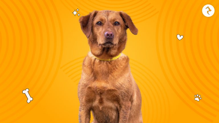 Fox Red Labrador: A Complete Guide to Their Unique Traits