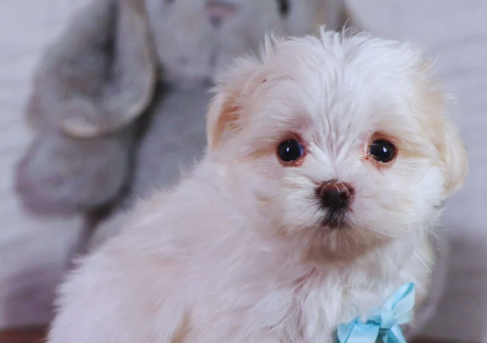 Caring for a Maltese Coat: Keeping It Silky and Clean