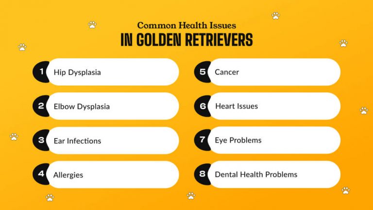 Golden Retriever Health Issues: You Should Know as Owners!
