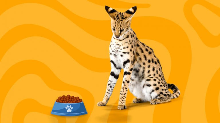 All You Need To Know About Serval Cats