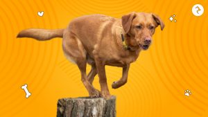 Fox Red Labrador: A Complete Guide to Their Unique Traits