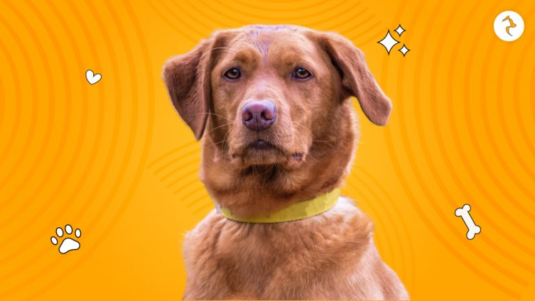 Fox Red Labrador: A Complete Guide to Their Unique Traits