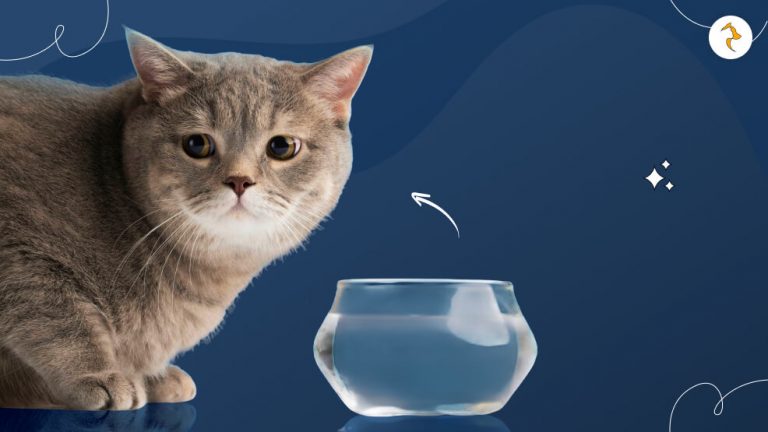 How Long Can a Cat Go Without Drinking Water?
