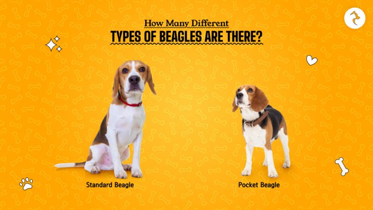 Types of Beagles: An In-Depth Guide to These Adorable Puppers!