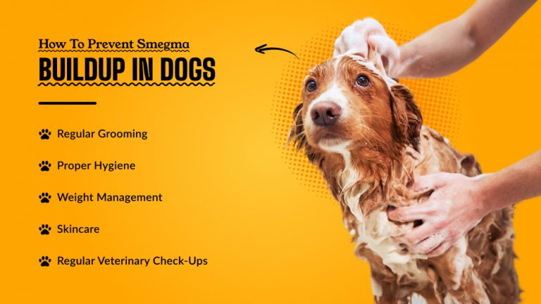 What is Smegma in Dogs? Read About All You Need to Know!
