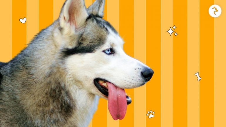 Dog Tongue Color Chart: What Different Colors Mean