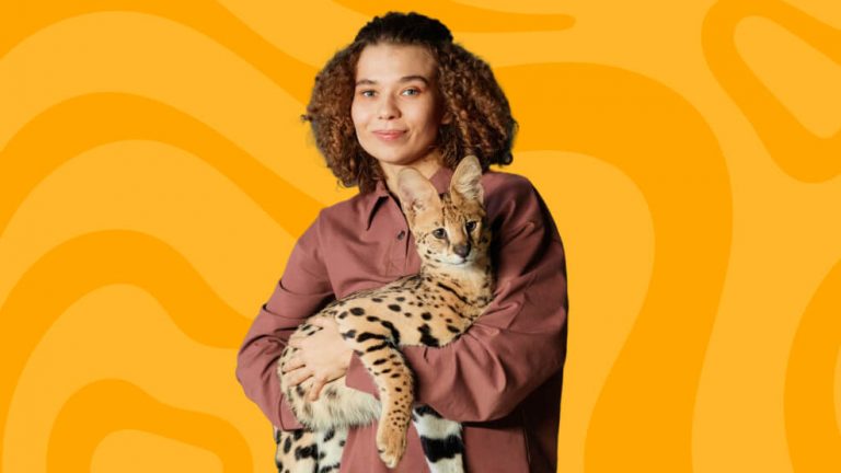 All You Need To Know About Serval Cats