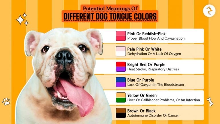 Dog Tongue Color Chart: What Different Colors Mean