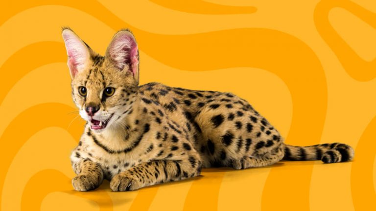 All You Need To Know About Serval Cats