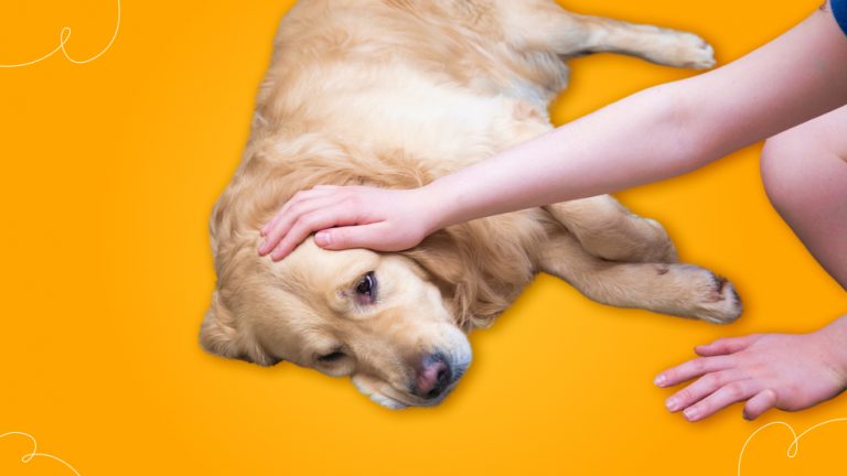 What is Smegma in Dogs? Read About All You Need to Know!