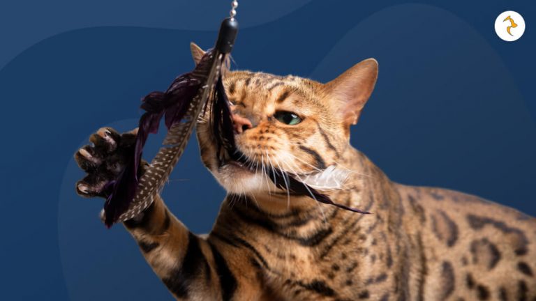 Cheetoh Cats: A Blend of Beauty, Intelligence, and Playfulness