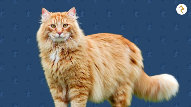 Maine Coon Size Chart: Learn About Growth & Size of the Cat
