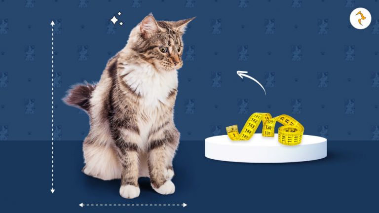 Maine Coon Size Chart: Learn About Growth & Size of the Cat