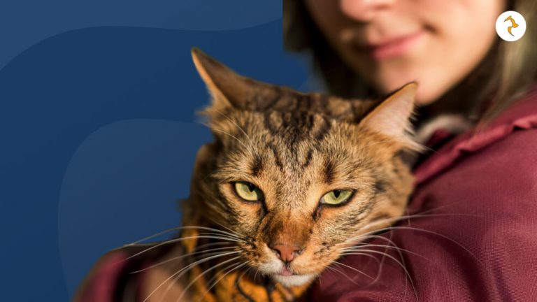 Cheetoh Cats: A Blend of Beauty, Intelligence, and Playfulness