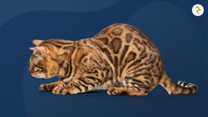 Cheetoh Cats: A Blend of Beauty, Intelligence, and Playfulness