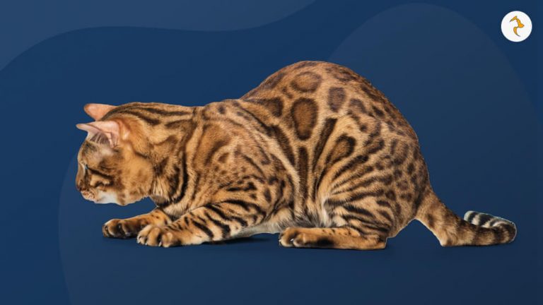 Cheetoh Cats: A Blend of Beauty, Intelligence, and Playfulness