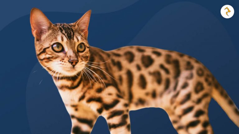 Cheetoh Cats: A Blend of Beauty, Intelligence, and Playfulness