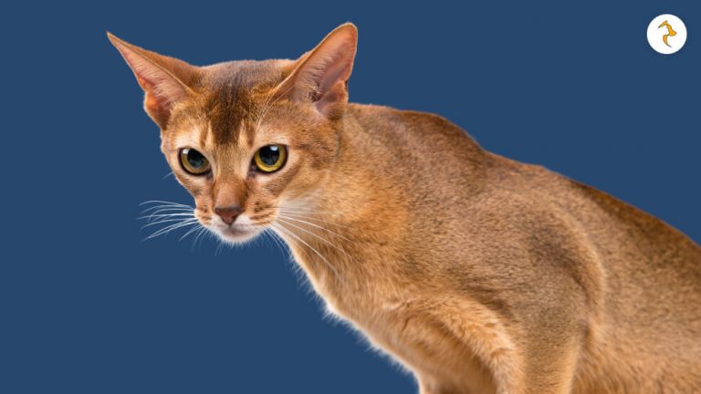 12 Orange Cat Breeds You’ll Fall in Love!