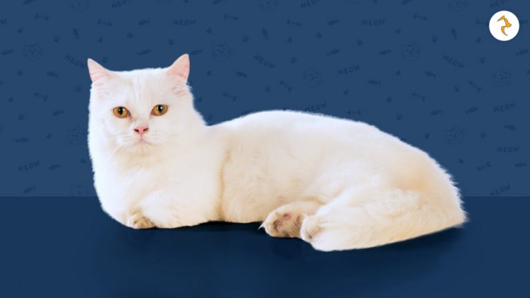 Chinchilla Cats: The Silver Beauties of the Feline World
