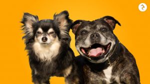 A Guide to Interpreting the Dog Ear Positions Chart