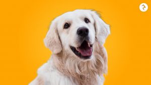 A Guide to Interpreting the Dog Ear Positions Chart