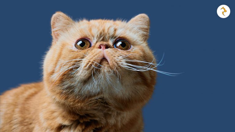 12 Orange Cat Breeds You’ll Fall in Love!